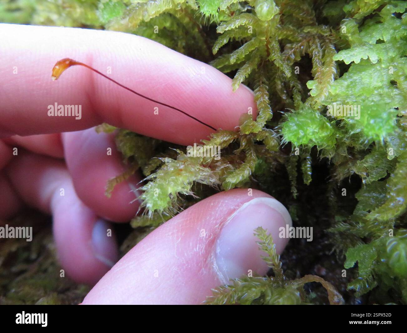 pipe-cleaner moss (Ptychomnion aciculare), Plantae, 9372, New Zealand ...