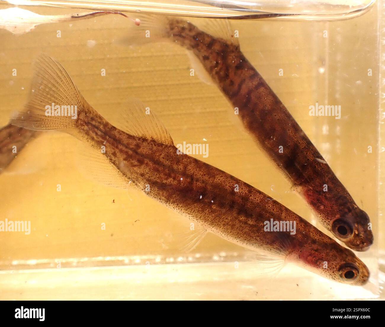 Chatham Mudfish (Neochanna rekohua), Actinopterygii, Chatham Islands ...