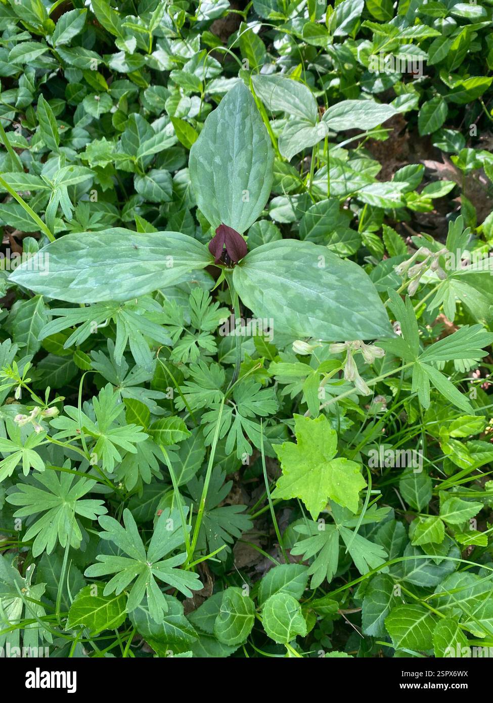 prairie trillium (Trillium recurvatum), Plantae, Buffalo National River, Jasper, AR, US Stock ...
