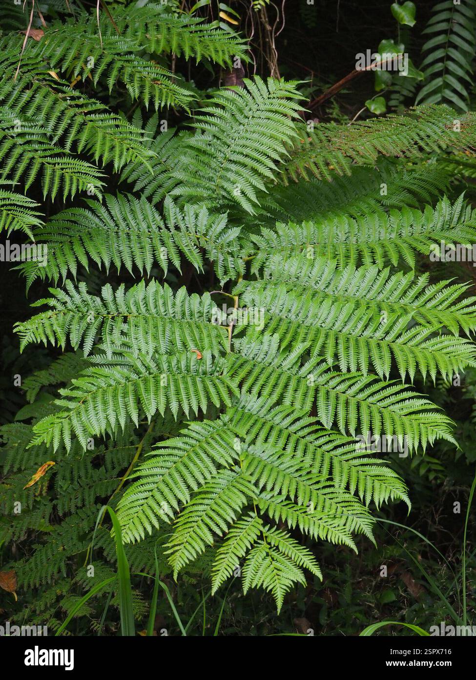Flying Spider Monkey Tree Fern (Sphaeropteris lepifera), Plantae, 台灣新北市 ...
