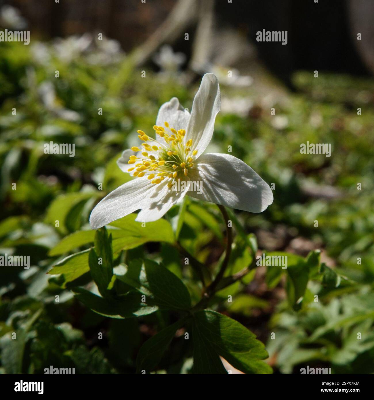 wood anemone (Anemonoides nemorosa), Plantae, 3200 Helsinge, Danmark ...