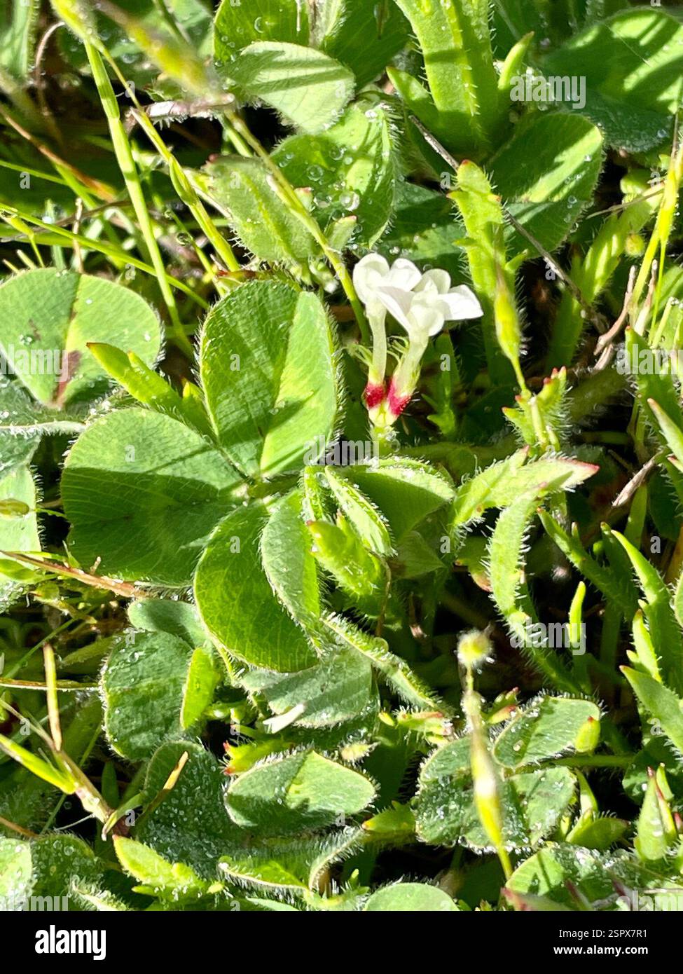 Subterranean Clover (Trifolium subterraneum), Plantae, Fort Ord ...