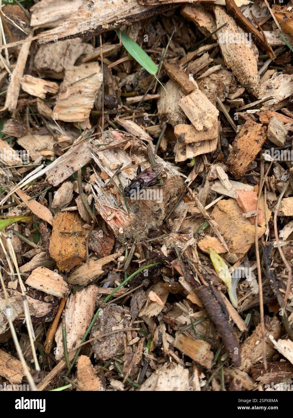 Long-haired Leafwalker (Chalcosyrphus libo), Insecta, The Arboretum ...