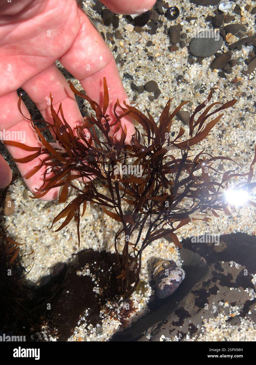 Bleach Weed (Prionitis sternbergii), Plantae, Fitzgerald Marine Reserve ...