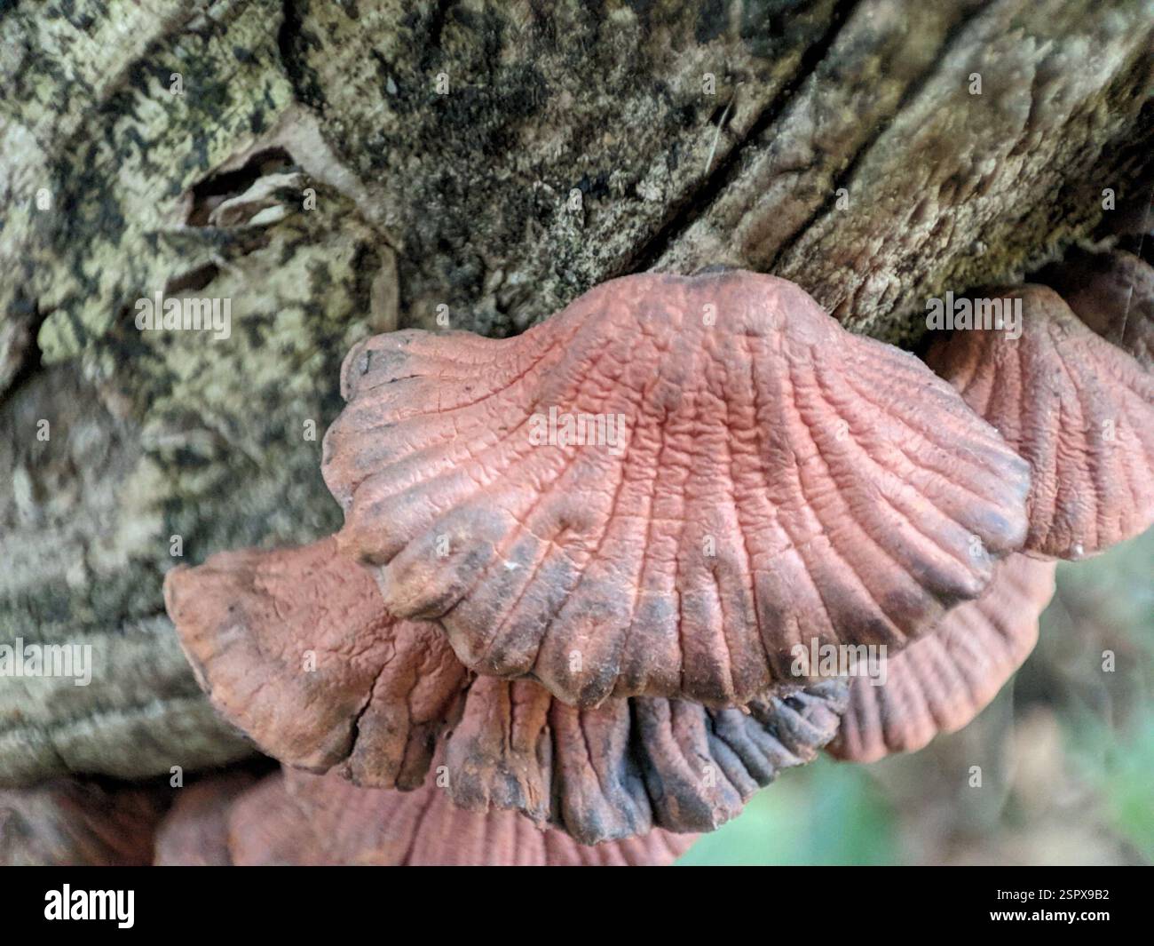 (Anthracophyllum nigritum), Fungi, Nilgiris Stock Photo - Alamy