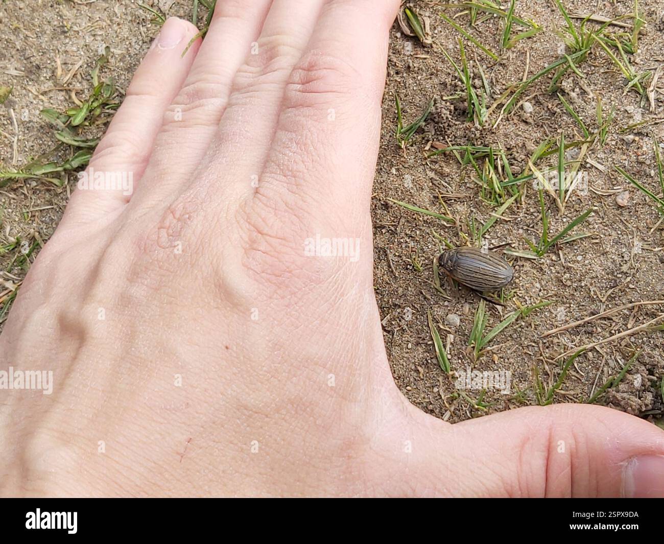 Lesser Diving-beetle (Acilius sulcatus), Insecta, 60104, Lietuva Stock ...