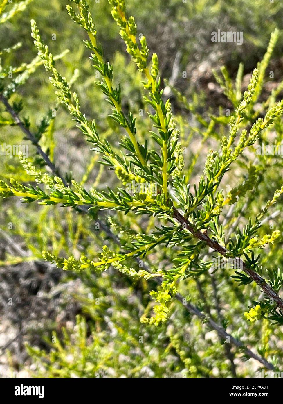 chamise (Adenostoma fasciculatum), Plantae, Fort Ord National Monument ...