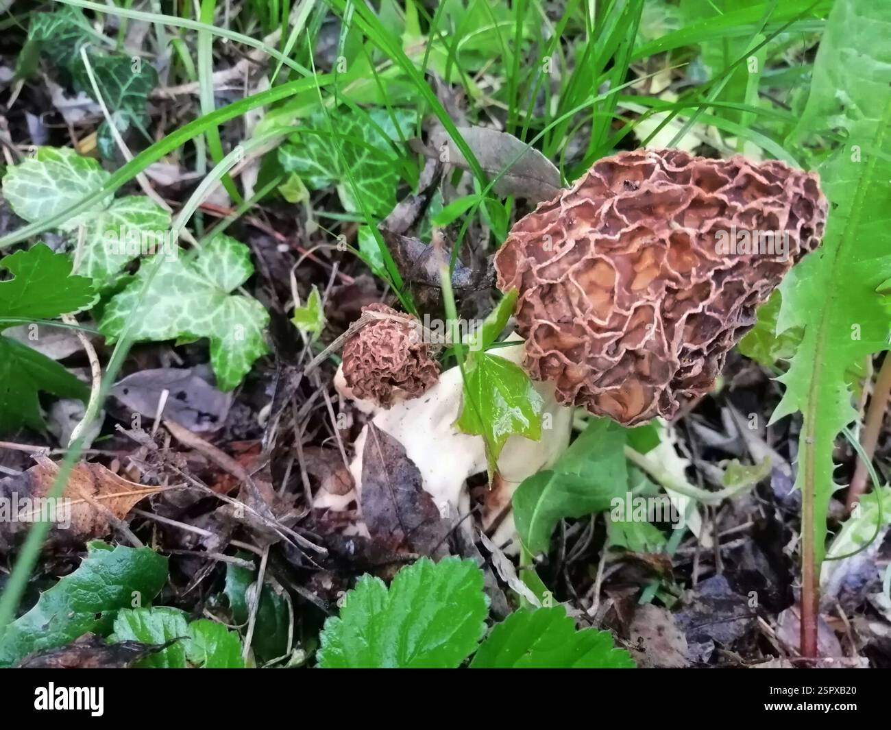 Yellow Morel (Morchella esculenta), Fungi, Szeged, 6726 Magyarország ...