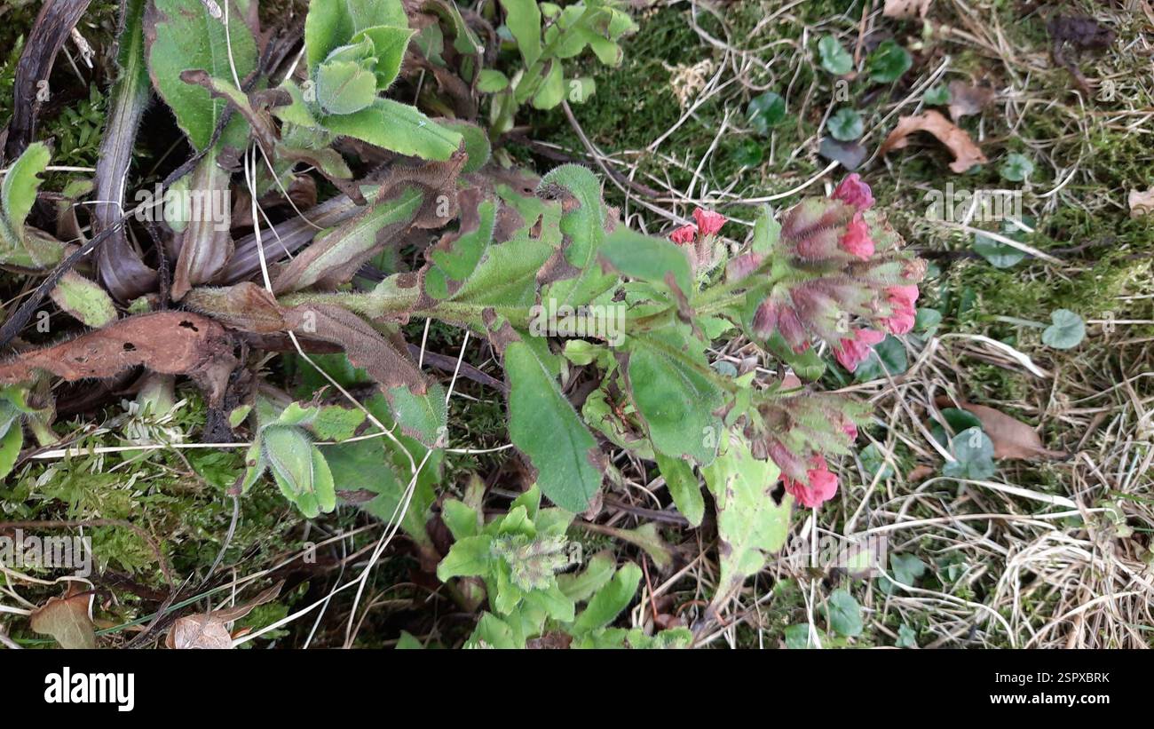 Red Lungwort (Pulmonaria rubra), Plantae, Nøttveitlia, Bergen, Norsko ...