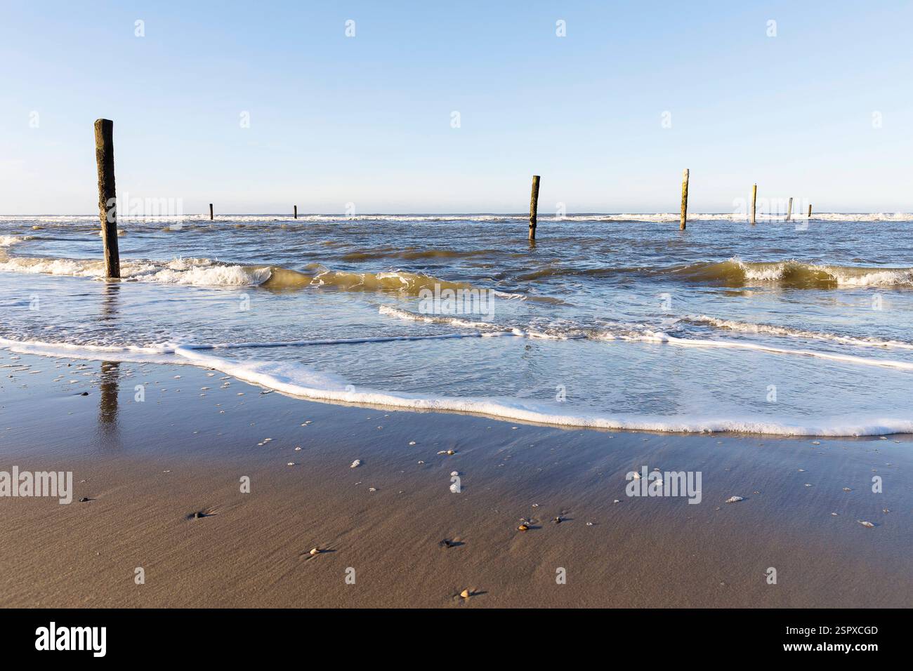 Muscheln liegen am Strand, Blick auf das Meer, Nordstrand von Norderney ...