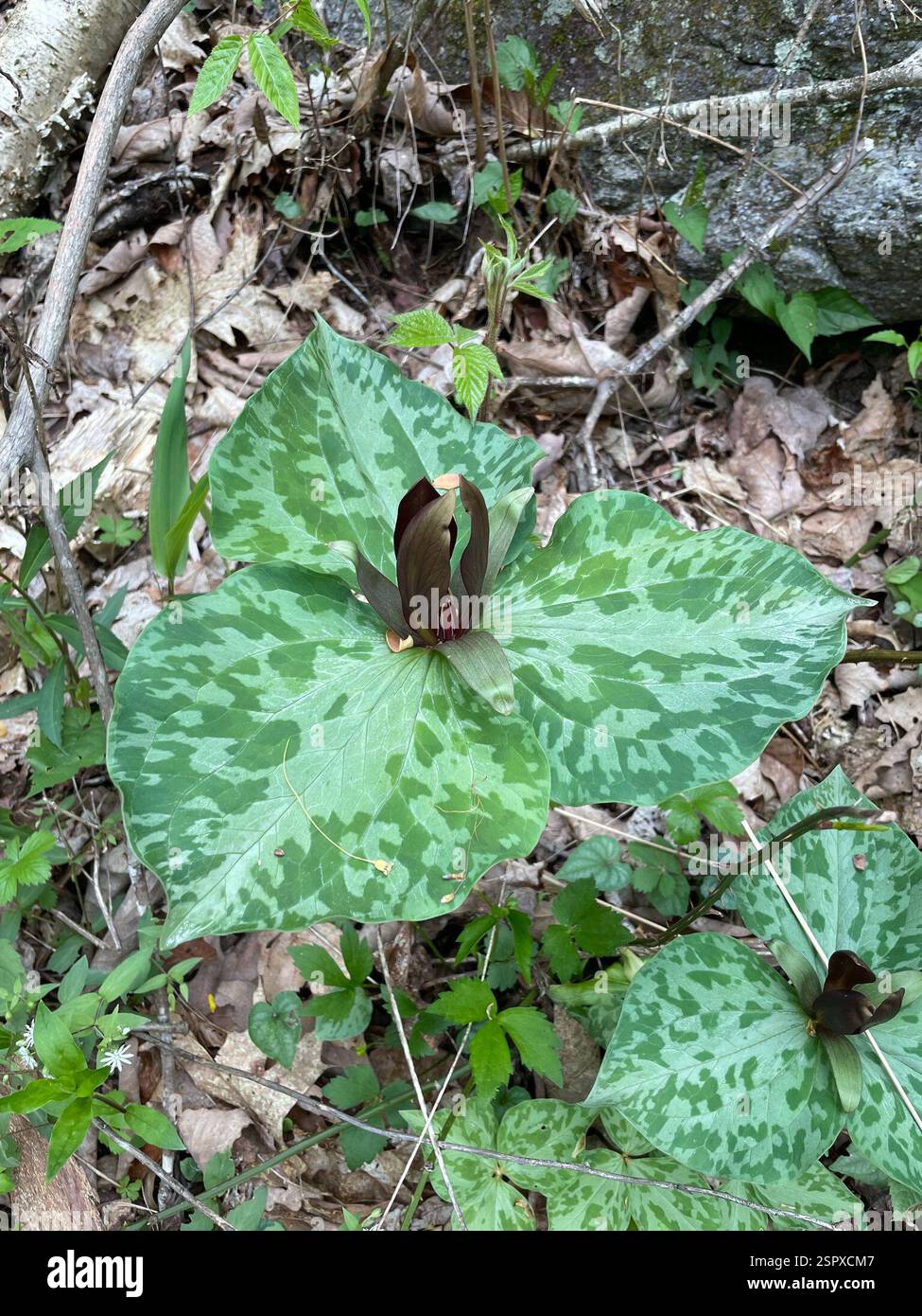 Little Sweet Betsy (Trillium cuneatum), Plantae, Nantahala National ...