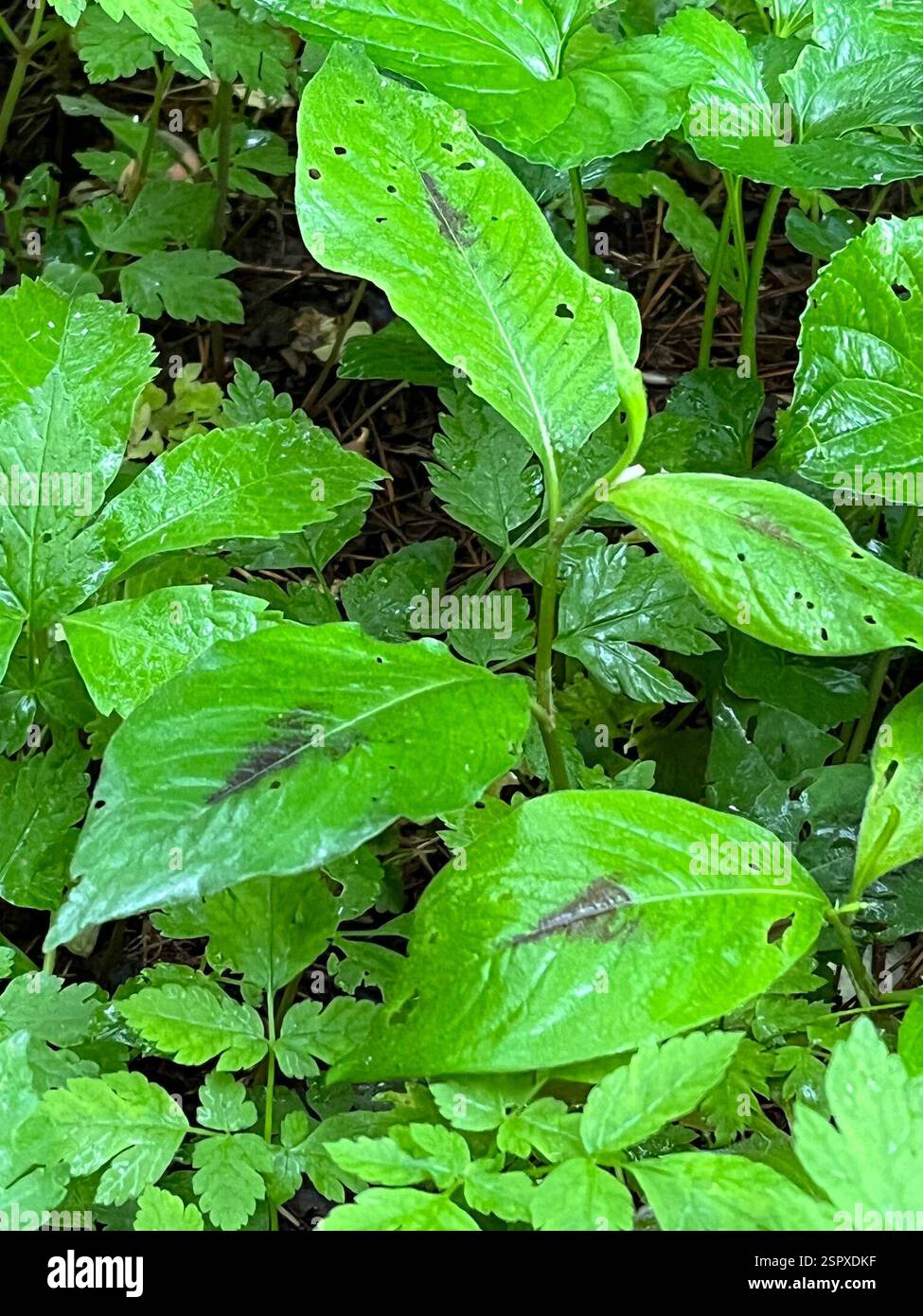 American jumpseed (Persicaria virginiana), Plantae, Great Smoky ...