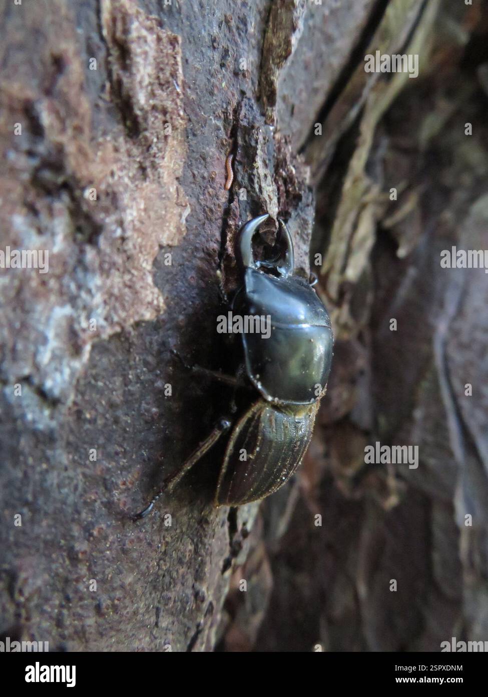 Helms's Stag Beetle (Geodorcus helmsi), Insecta, Rowallan 9691, New ...