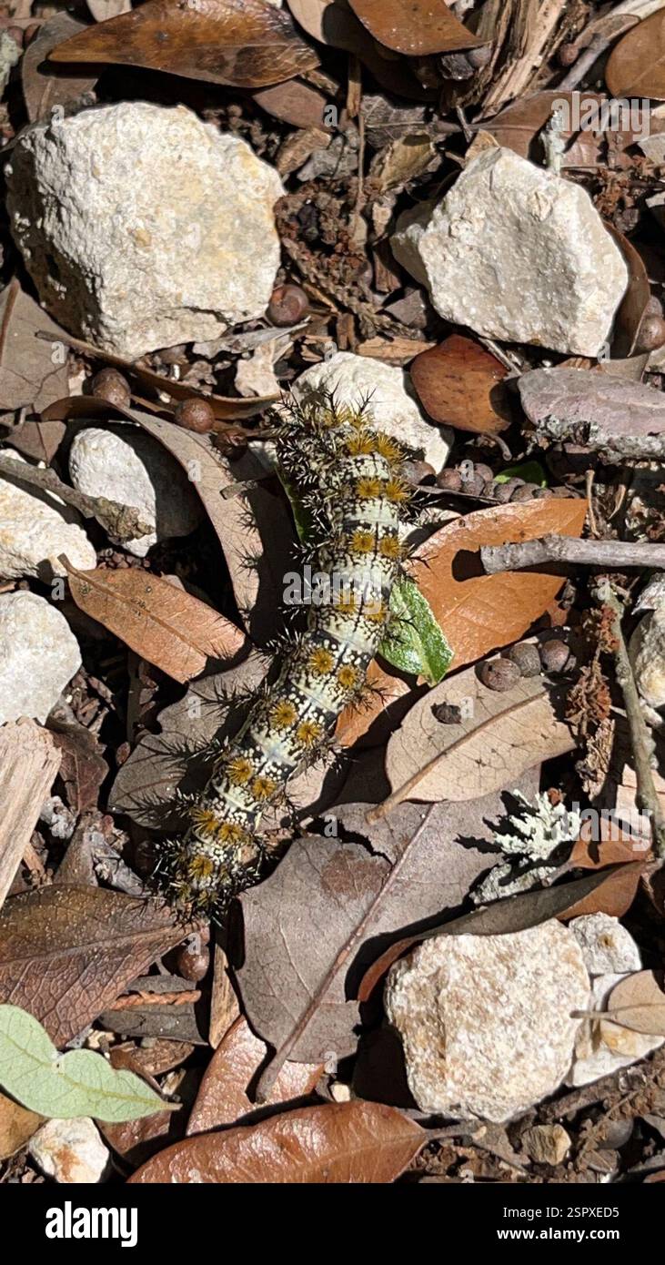 Eastern Buck Moth (Hemileuca sandra), Insecta, San Antonio Stock Photo ...