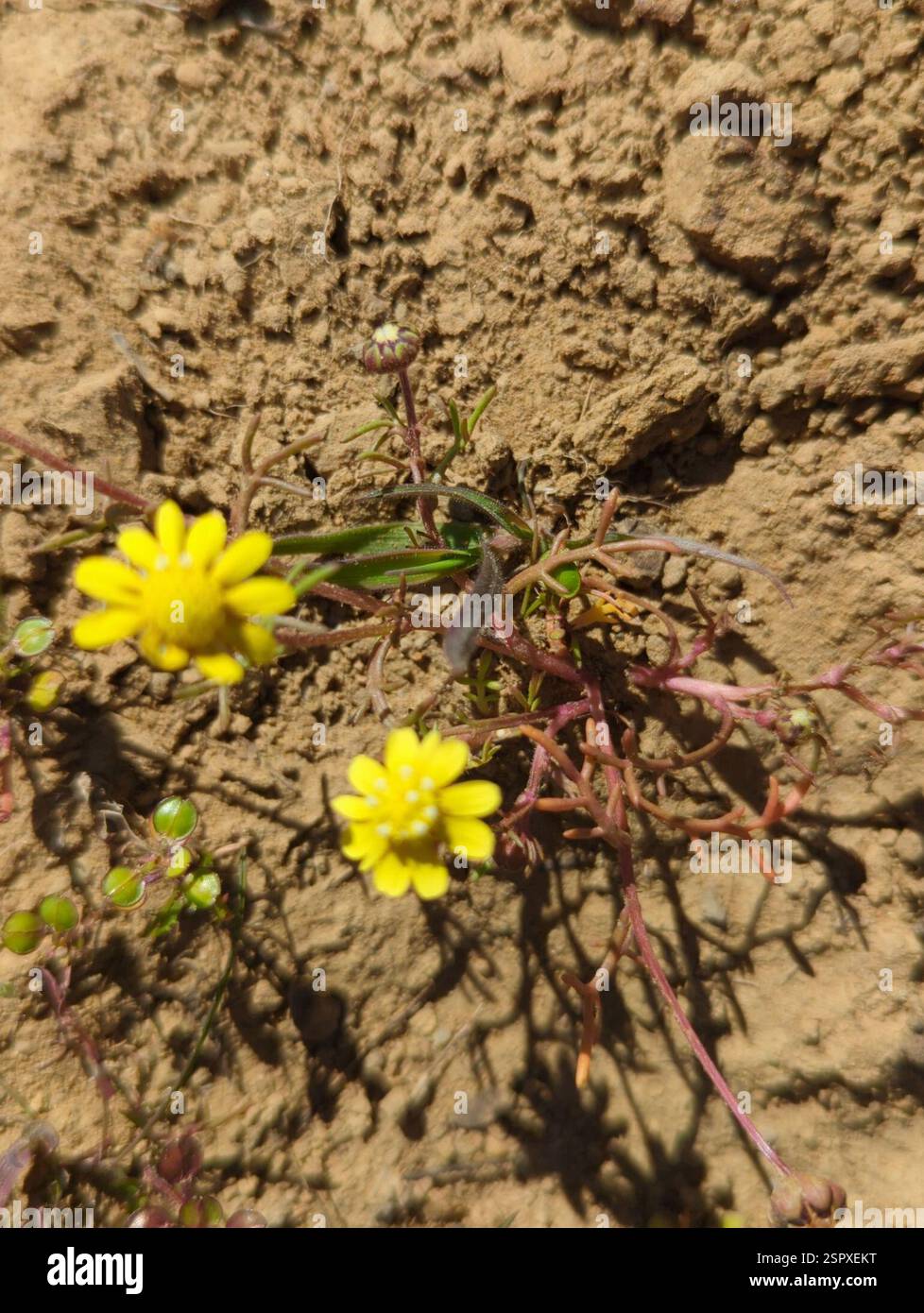 glue-seed (Blennosperma nanum), Plantae, Clayton, CA 94517, USA, About ...
