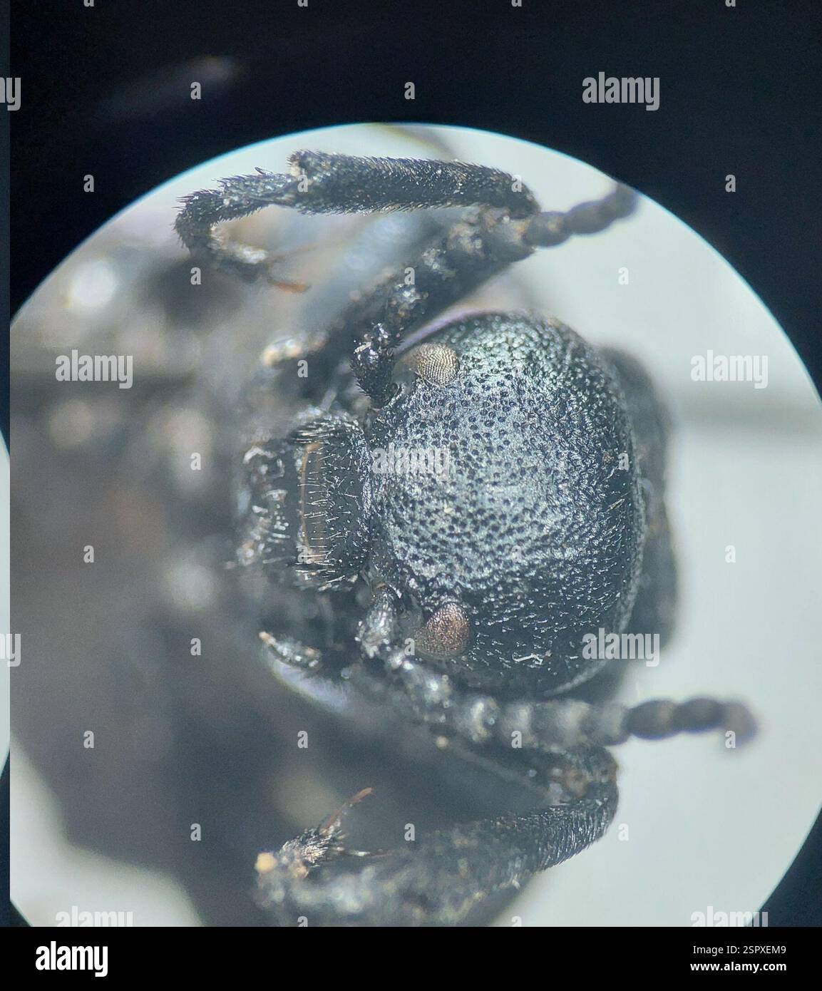 (Meloe scabriusculus), Insecta, 64589 Stockstadt am Rhein, Deutschland ...