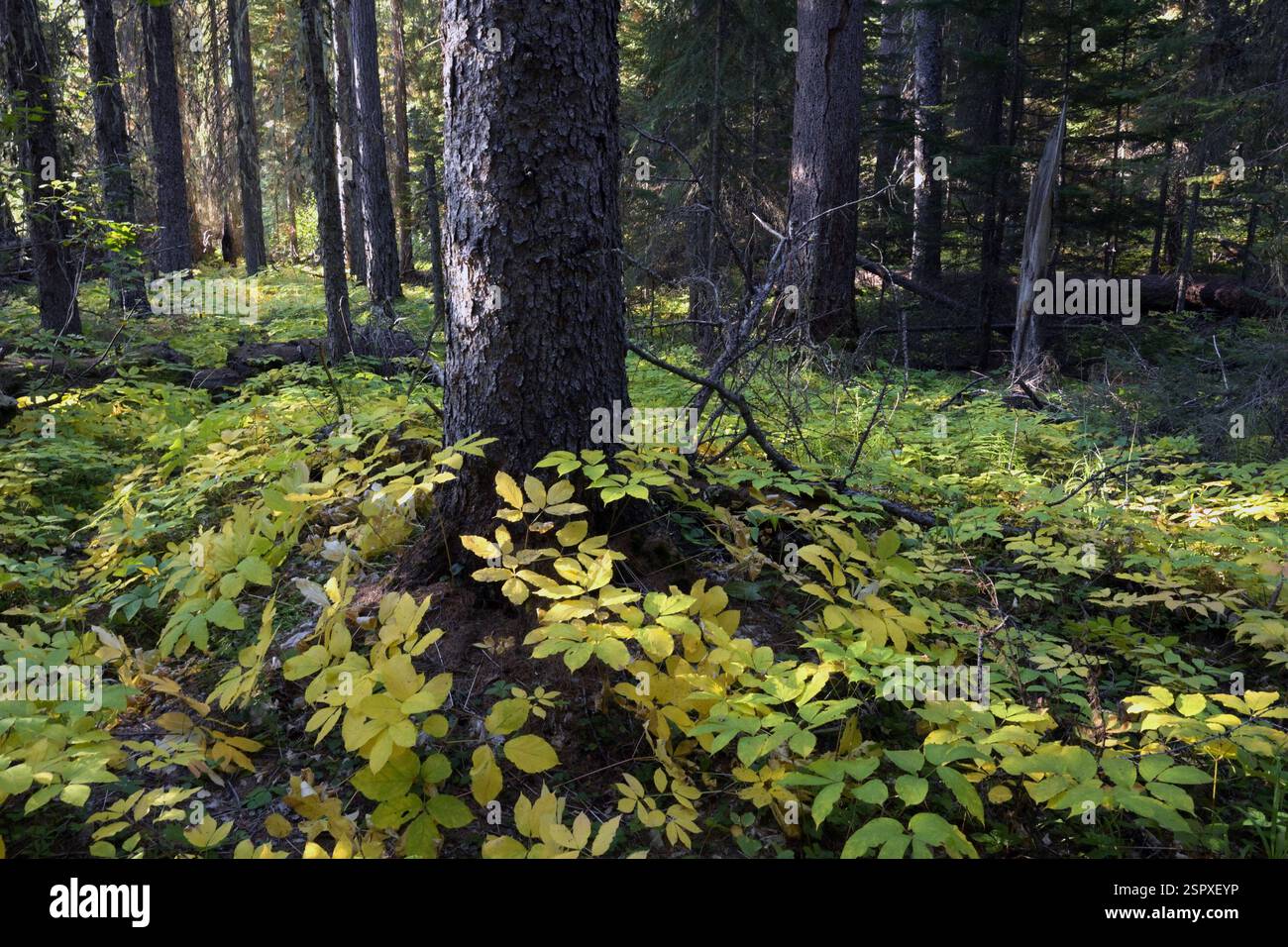 Wild sarsaparilla (Aralia nudicaulis) in an old-growth forest after the first frost in summer ...