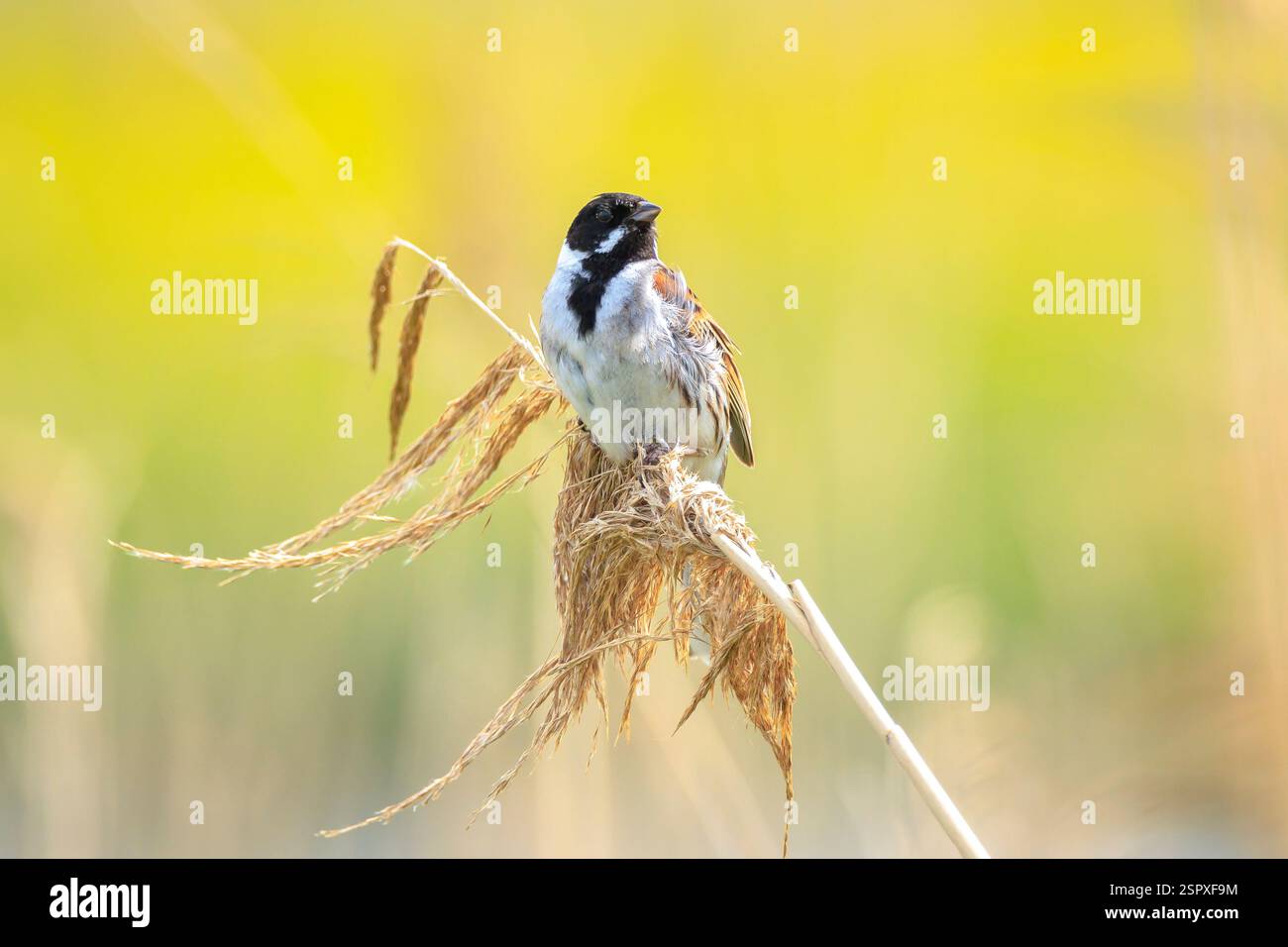 A common reed bunting Emberiza schoeniclus male bird sings a song on a ...