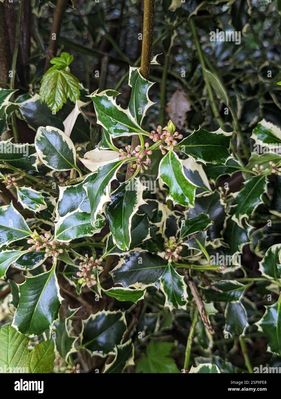 European holly (Ilex aquifolium), Plantae, Mick Ronson Memorial, Hull ...
