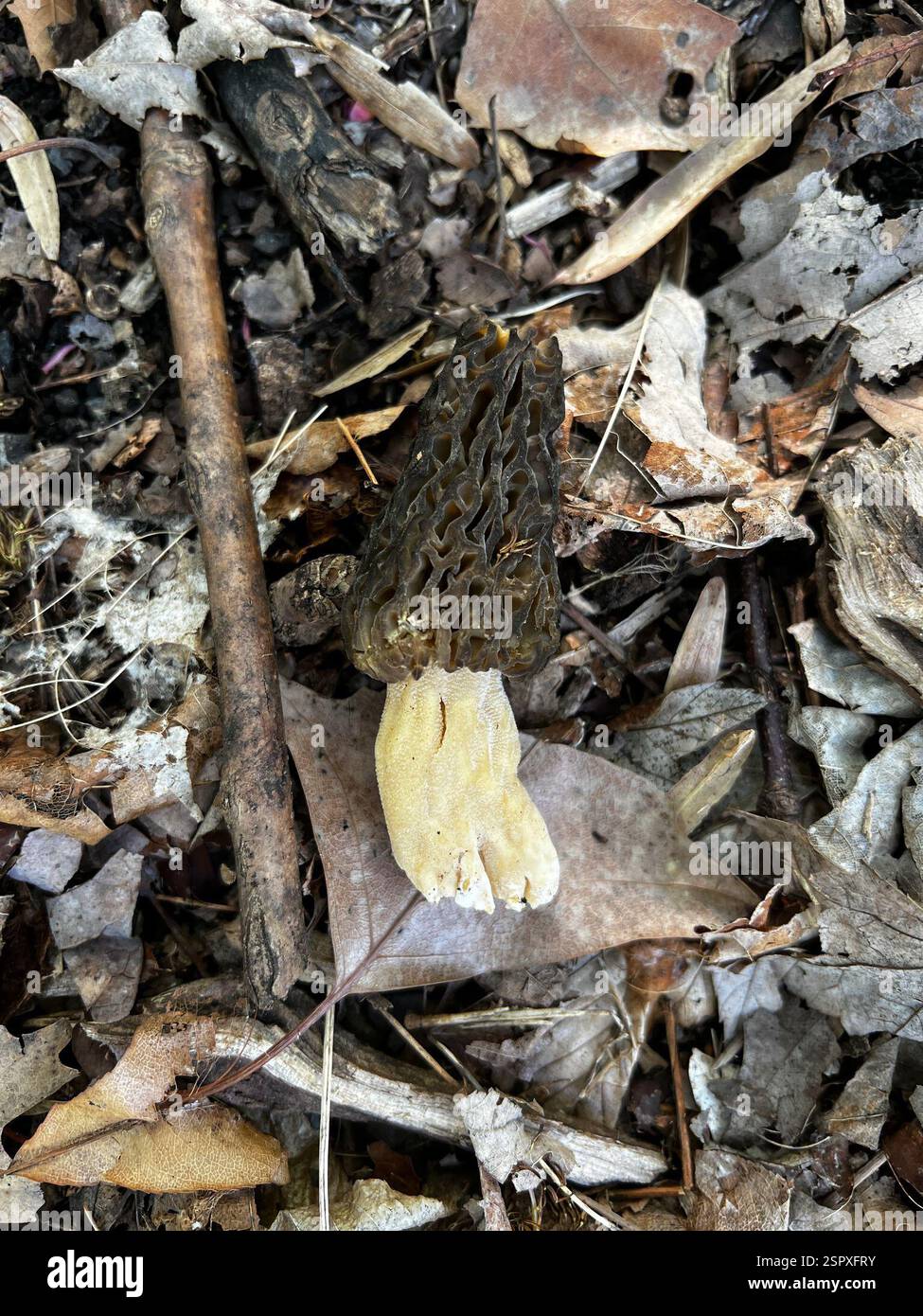 black morel (Morchella angusticeps), Fungi, Prospect Park Lake, New ...