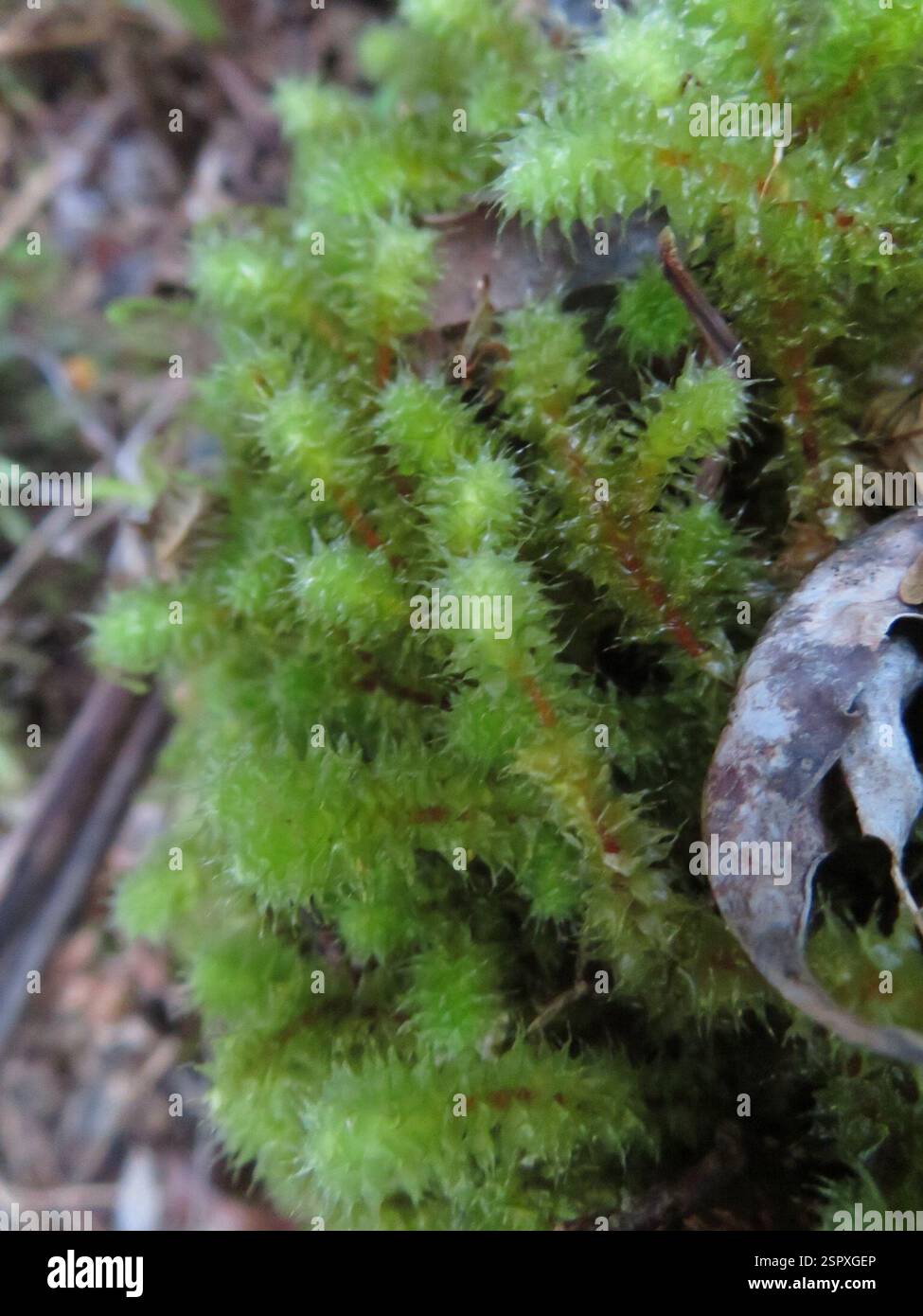 pipe-cleaner moss (Ptychomnion aciculare), Plantae, Wharekai Te Kou ...