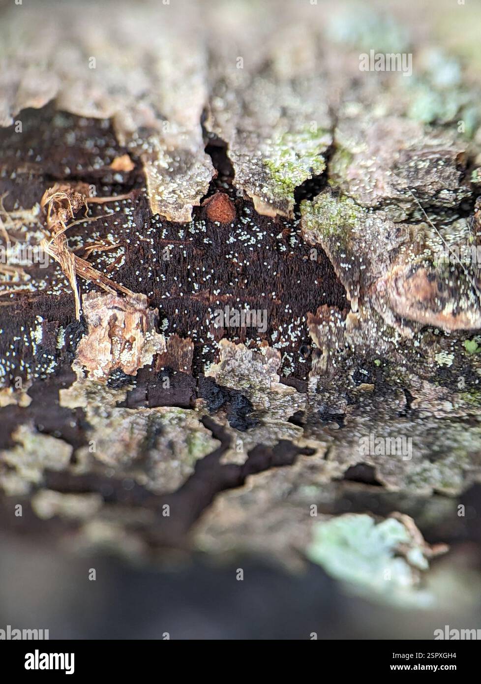 white tubelet (Henningsomyces candidus), Fungi, Ithaca, NY, USA Stock ...