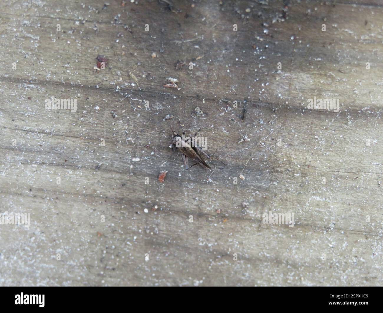 True Crickets and Allies (Grylloidea), Insecta, 7886, New Zealand Stock ...