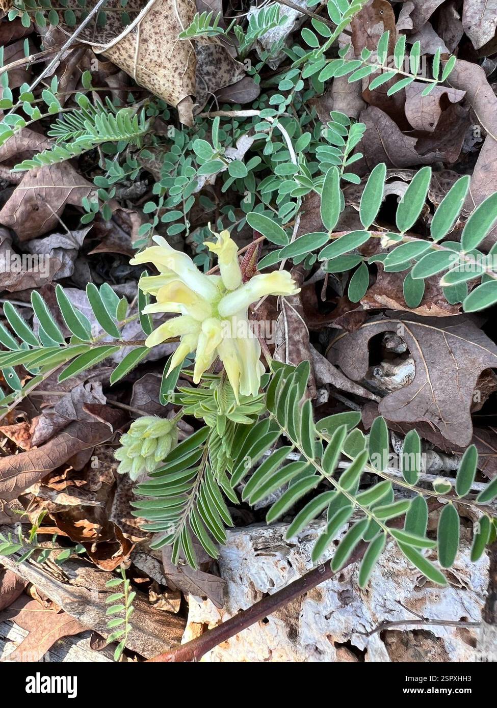 Ground-plum (Astragalus crassicarpus), Plantae, Mark Twain National ...