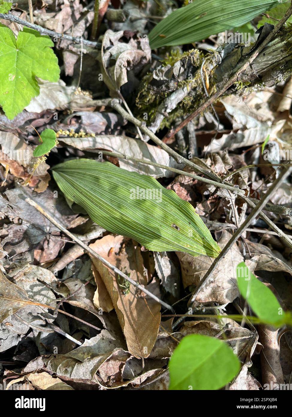 putty root (Aplectrum hyemale), Plantae, Haywood County, NC, USA Stock ...