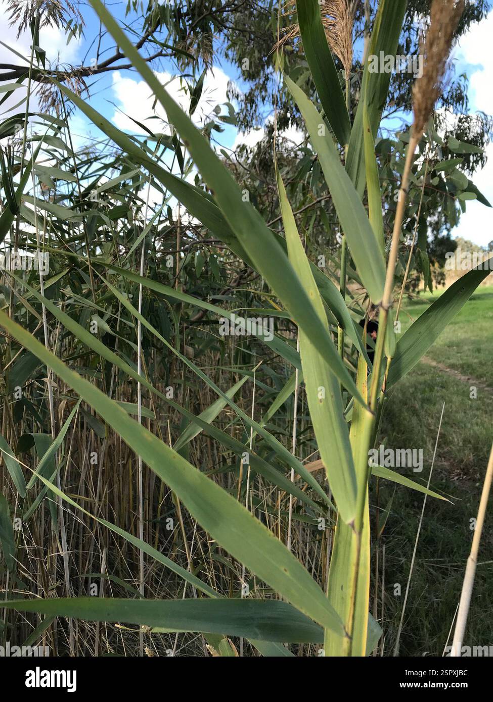 common reed (Phragmites australis), Plantae, Moonee Ponds Creek Trl ...