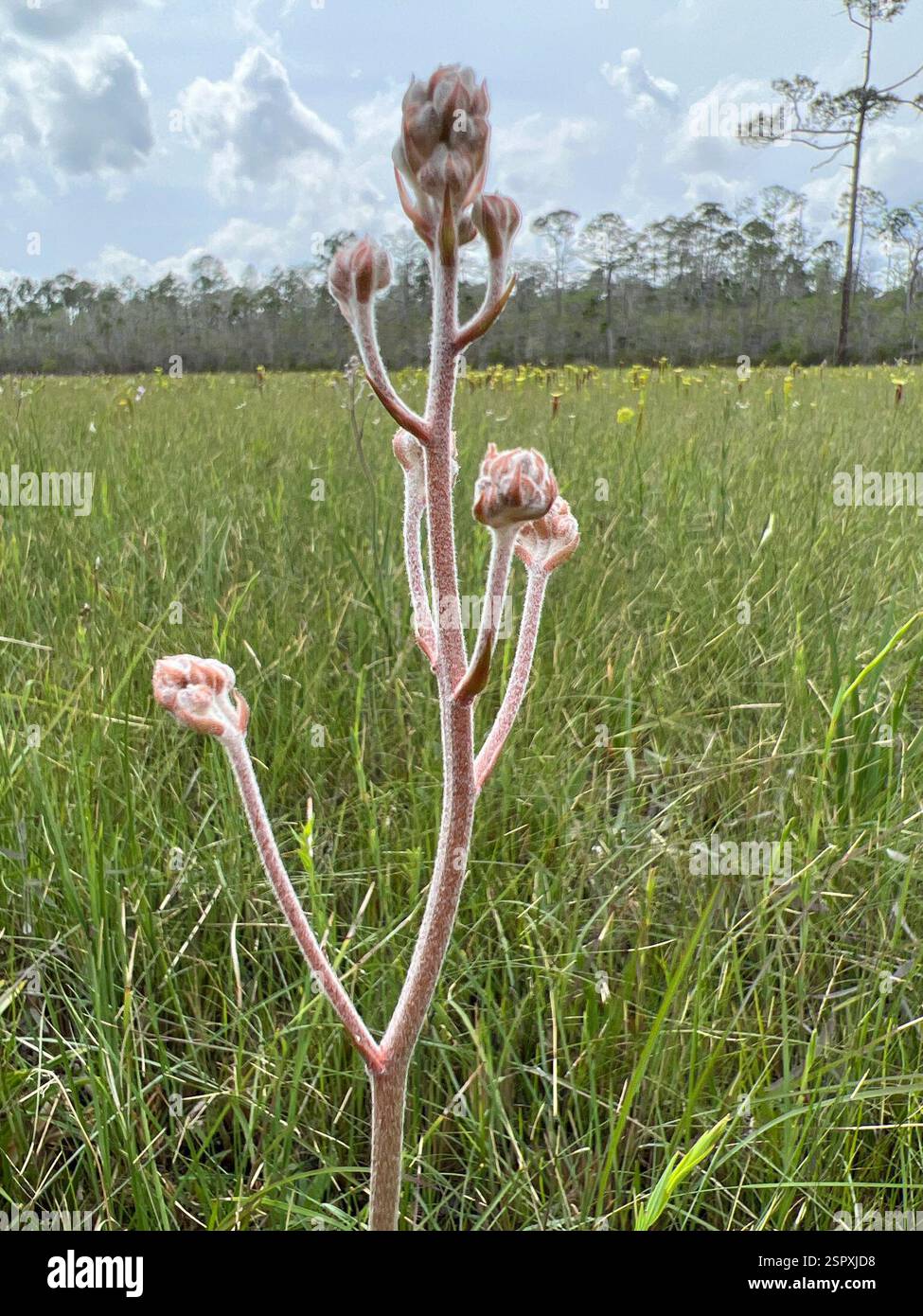 Carolina redroot (Lachnanthes caroliana), Plantae, Florida, US Stock ...