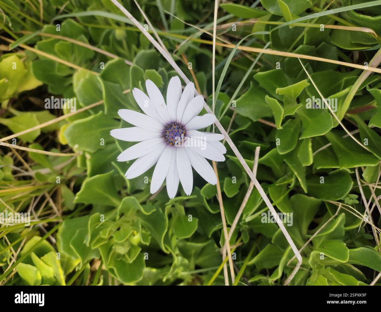 trailing African daisy (Dimorphotheca fruticosa), Plantae, Southshore ...