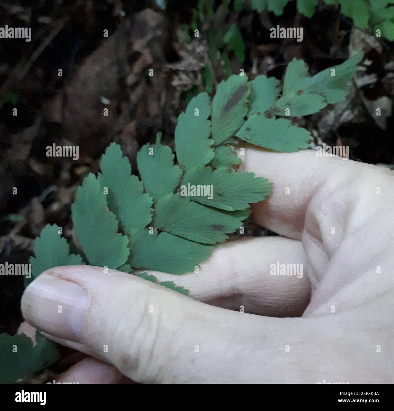 Cunningham's maidenhair (Adiantum cunninghamii), Plantae, Days Bay ...