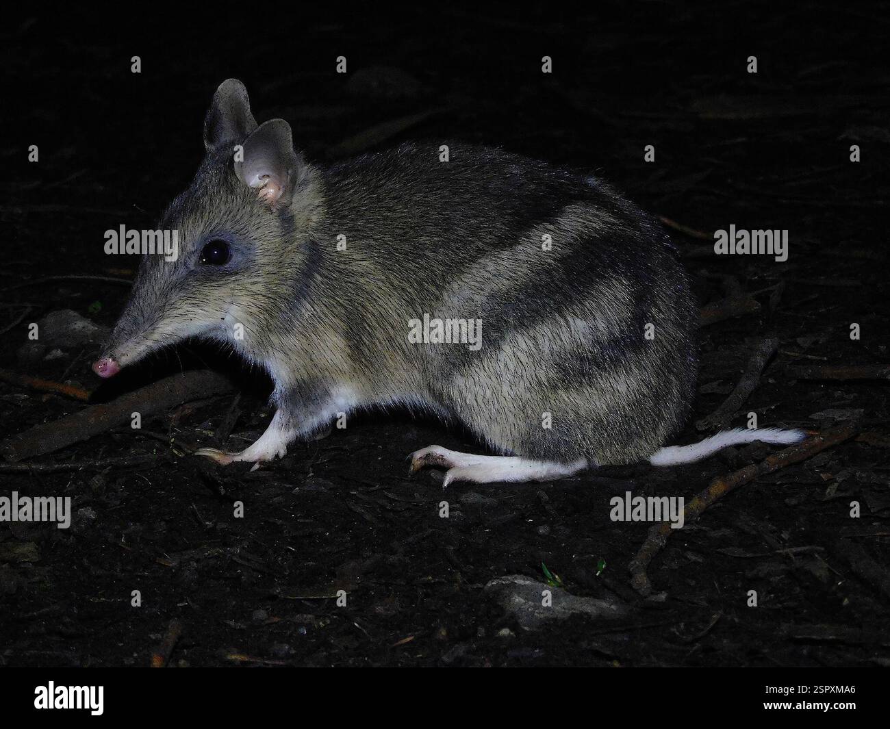 Eastern Barred Bandicoot (Perameles gunnii), Mammalia, Truganini Track ...