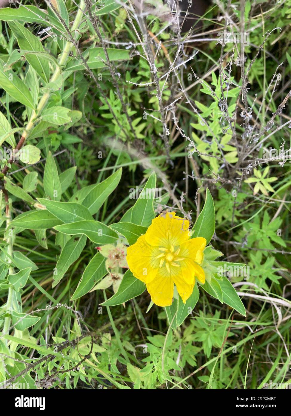 Peruvian primrose-willow (Ludwigia peruviana), Plantae, Scrub Jay Ln ...