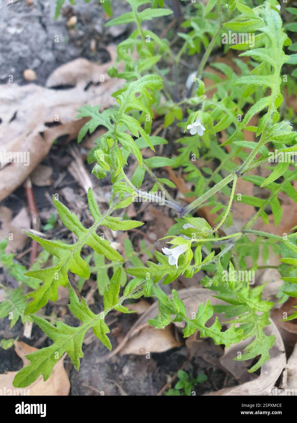 Aunt Lucy (Ellisia nyctelea), Plantae, Saint-Louis, Missouri 63110 ...