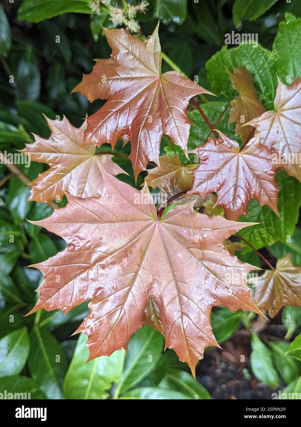 Norway maple (Acer platanoides), Plantae, Mick Ronson Memorial, Hull ...