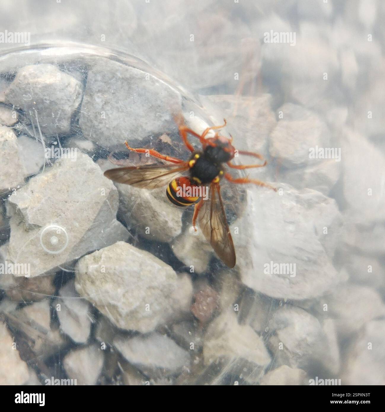 Nomad Bees (Nomada), Insecta, Kosanin dol, Pancharevo, Bulgaria ...