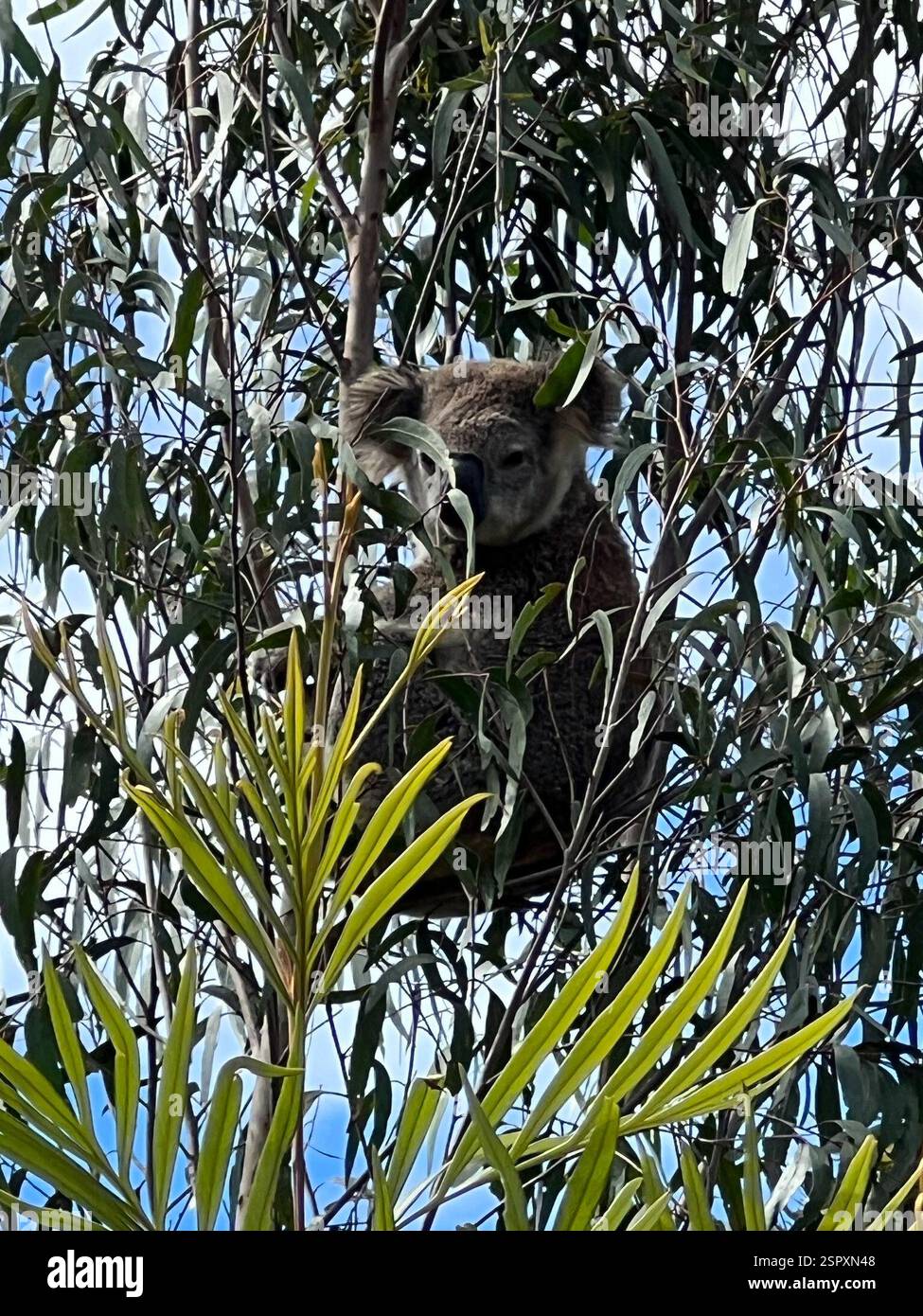 Koala (Phascolarctos cinereus), Mammalia, Mount Simpson Trl, Bucketty ...
