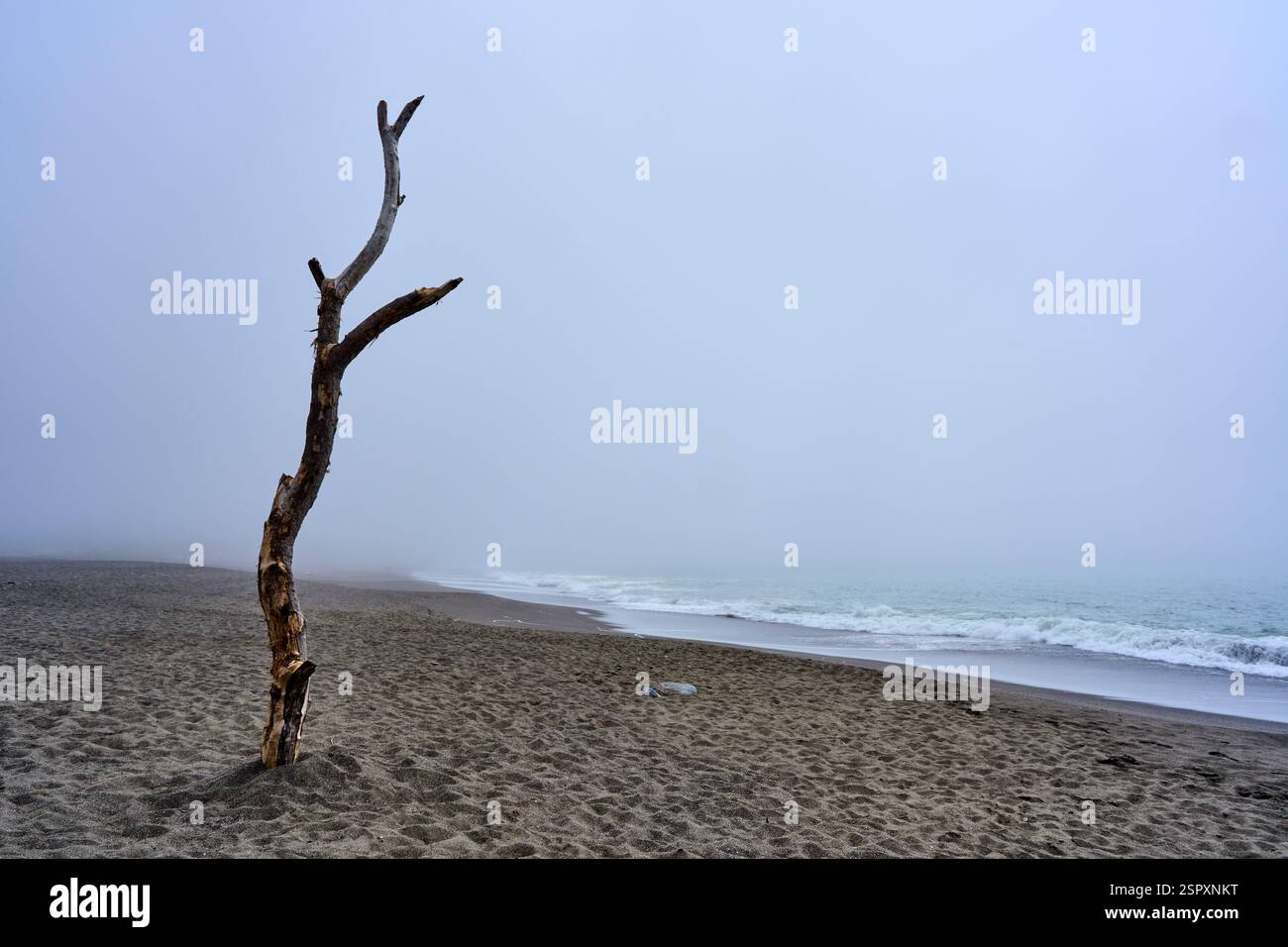 dead standing tree on the beach with sand, waves and fog Stock Photo ...