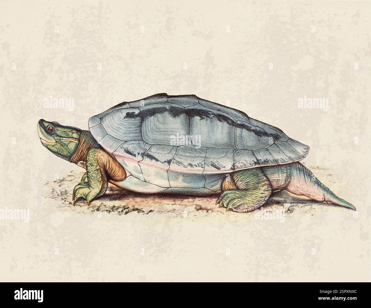 Turtle Illustration. Vintage-style art of a land tortoise on a grunge ...