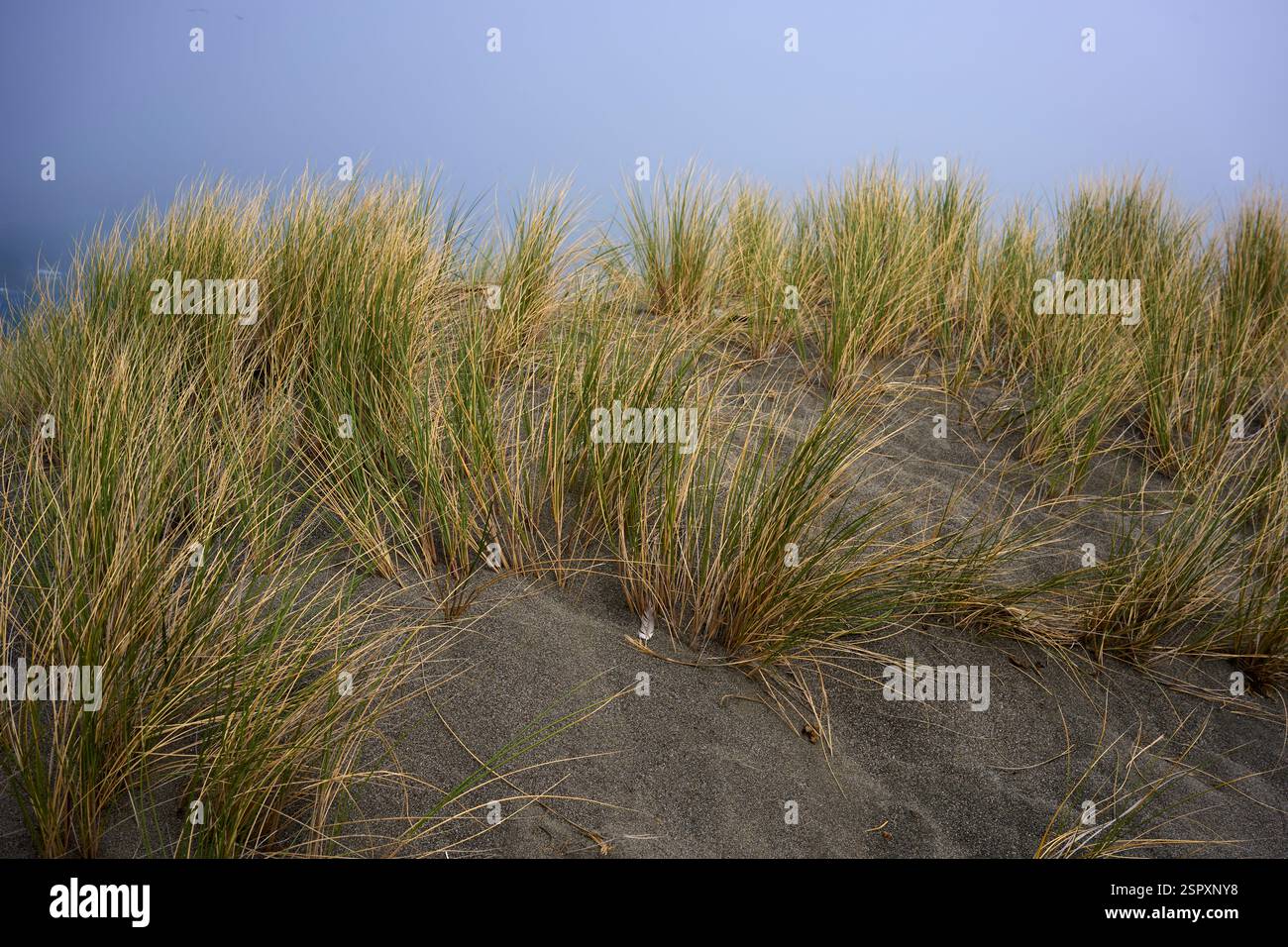 beach grass on sand dune in low afternoon light Stock Photo - Alamy
