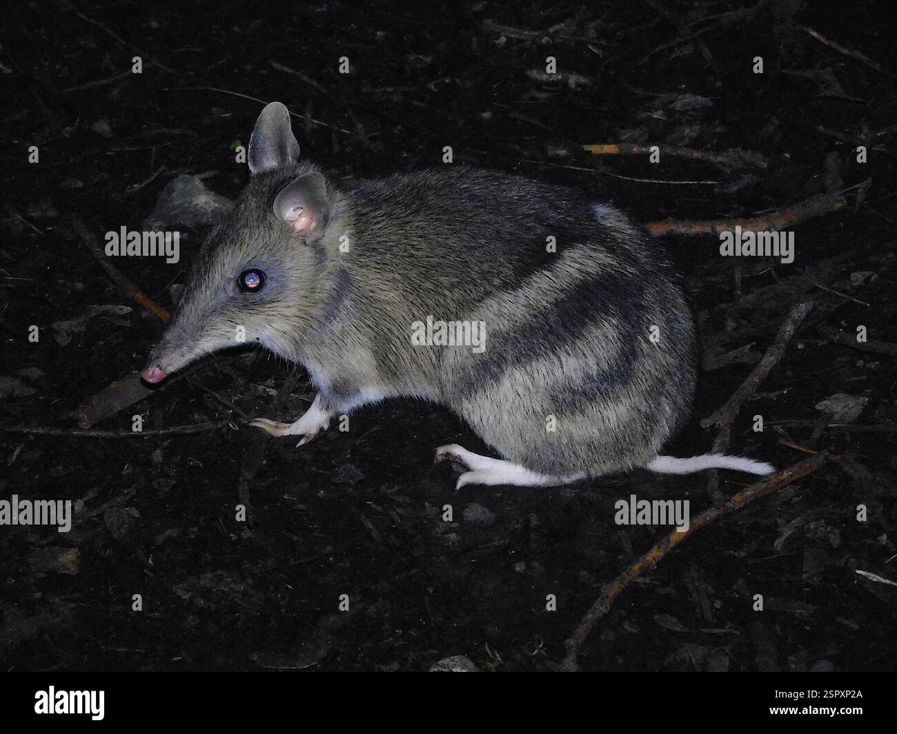 Eastern Barred Bandicoot (Perameles gunnii), Mammalia, Truganini Track ...