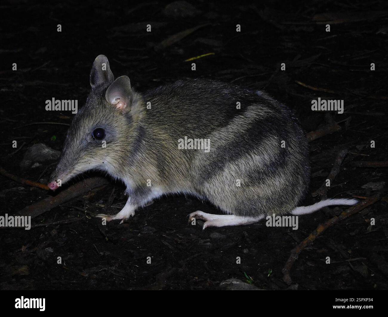 Eastern Barred Bandicoot (Perameles gunnii), Mammalia, Truganini Track ...