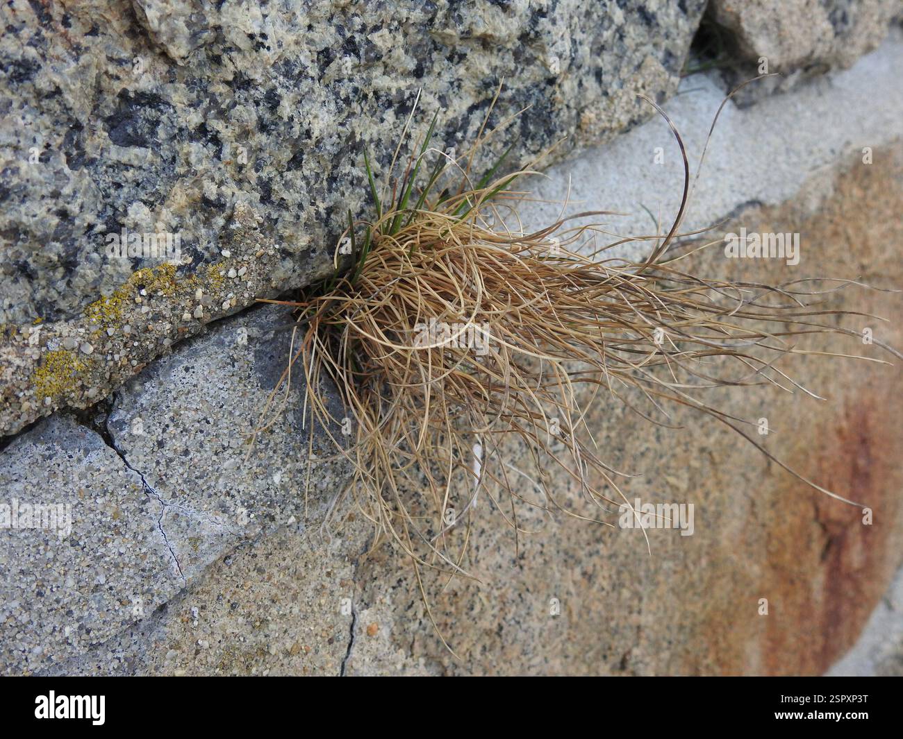 Canada bluegrass (Poa compressa), Plantae, Salem, MA, USA Stock Photo ...