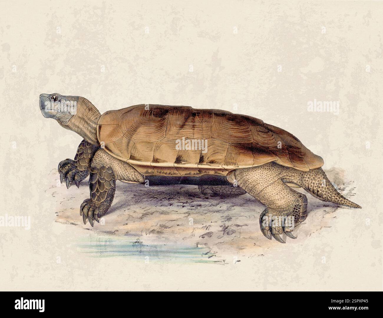 Turtle Illustration. Vintage-style art of a land tortoise on a grunge ...