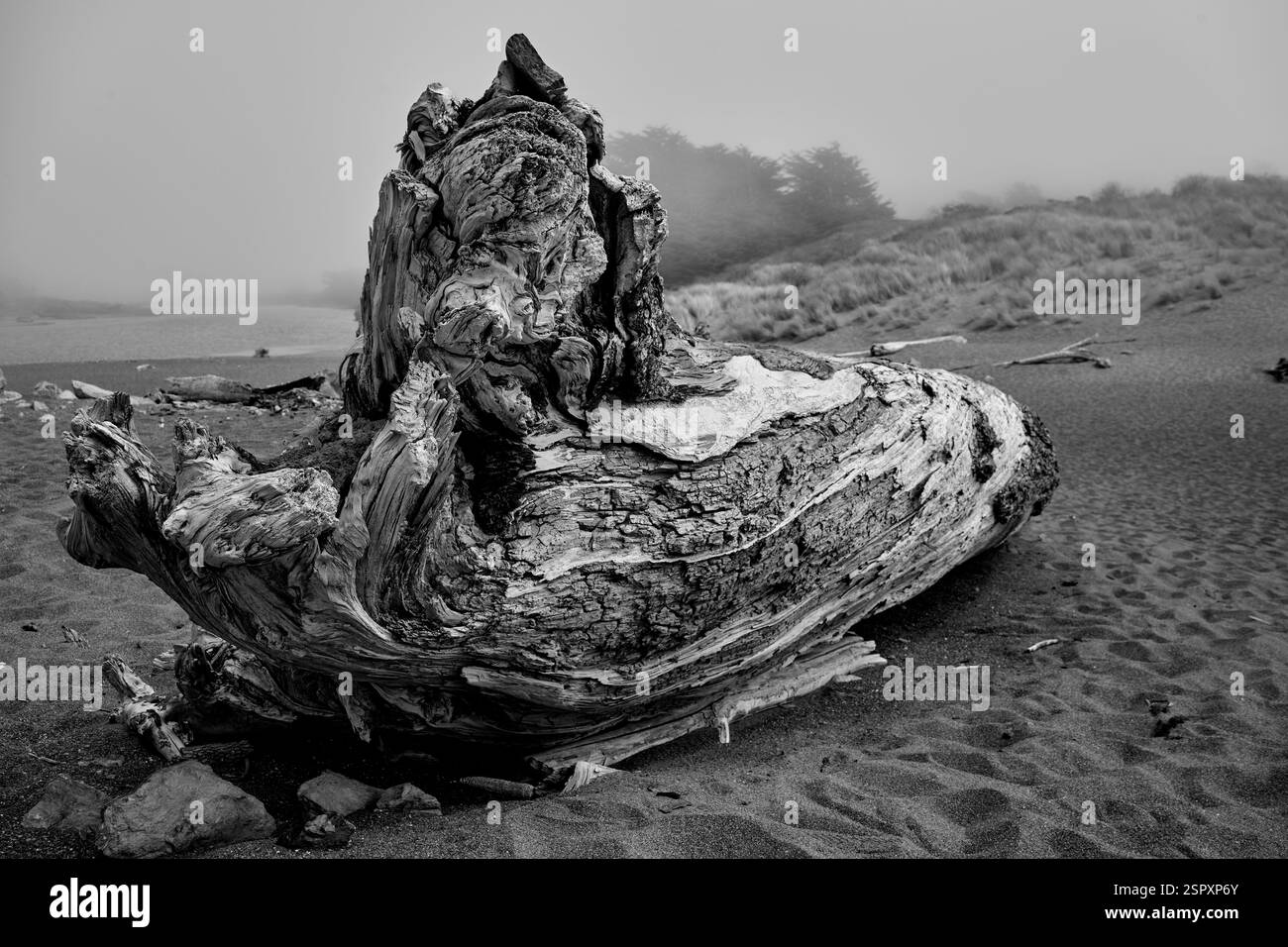 large old fallen tree on sand Stock Photo - Alamy