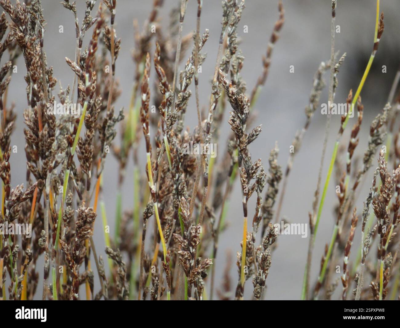 Jointed rush (Apodasmia similis), Plantae, Tautuku Estuary Walk Stock ...