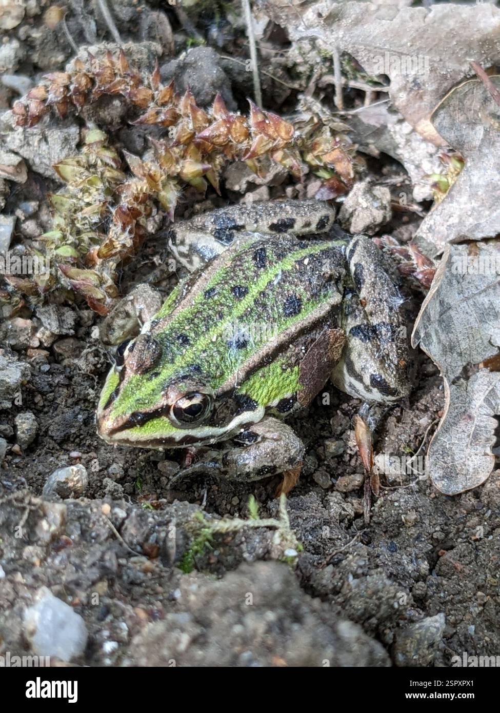 Pool frog complex and its kleptons (Pelophylax lessonae), Amphibia ...