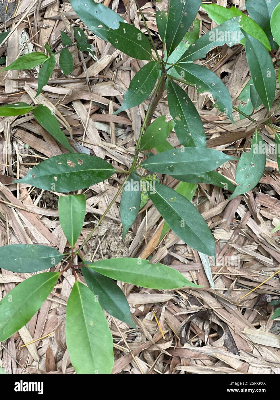 Red Machilus (Machilus thunbergii), Plantae, Taipei, TW-TP, TW Stock ...
